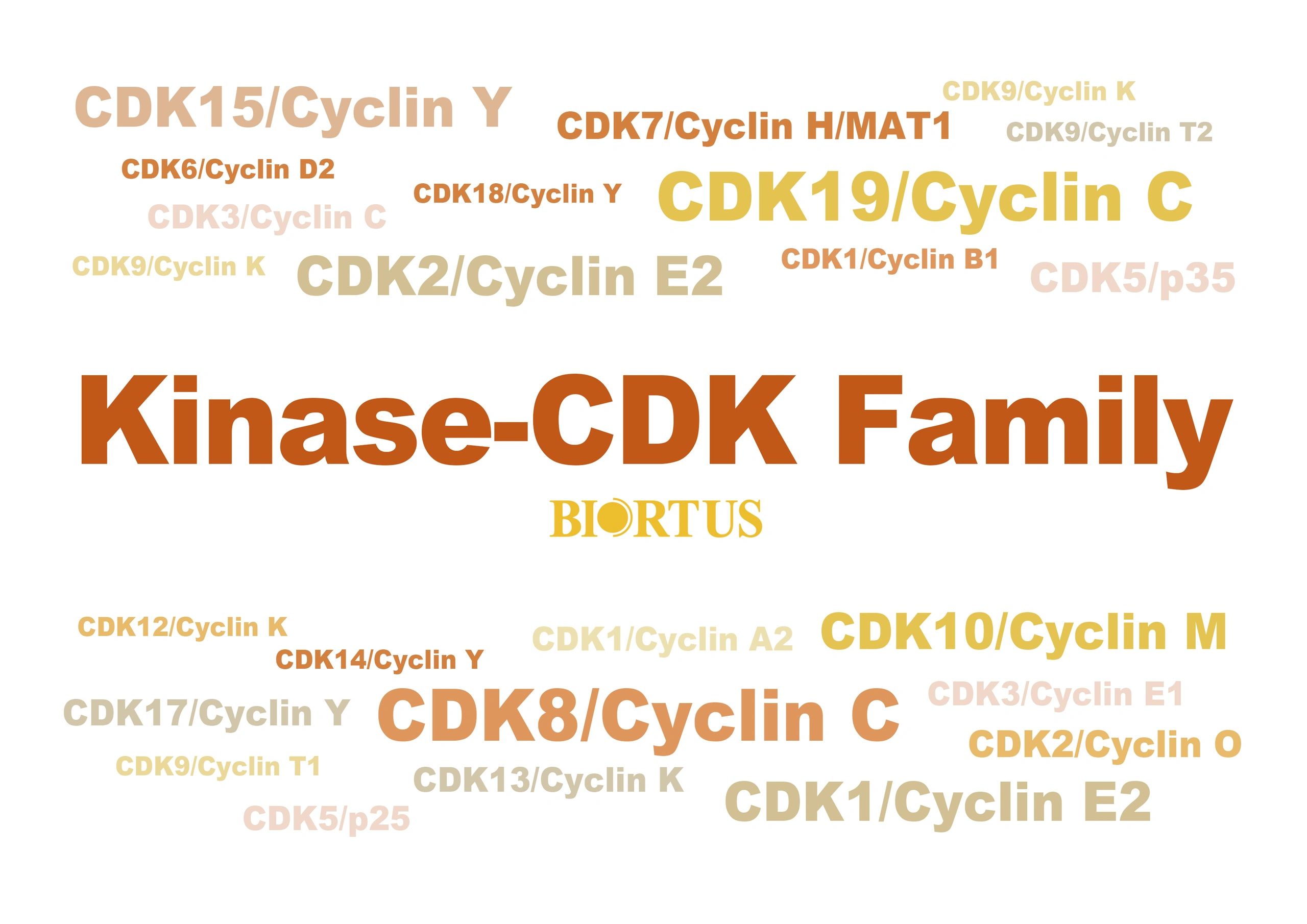 Comprehensive CDK Solutions for Drug Discovery & Research
